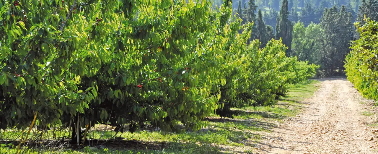 Écosystème Interfel