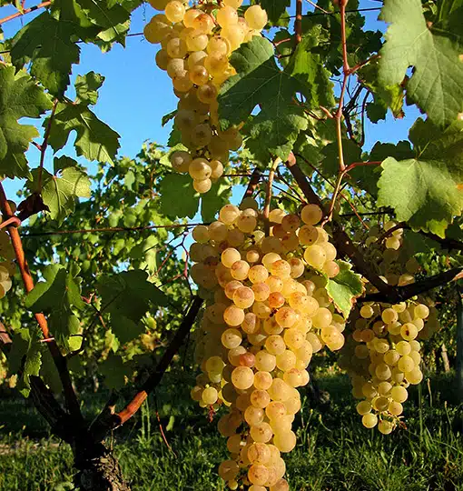 GEFeL, l’association des associations de produits - Interfel