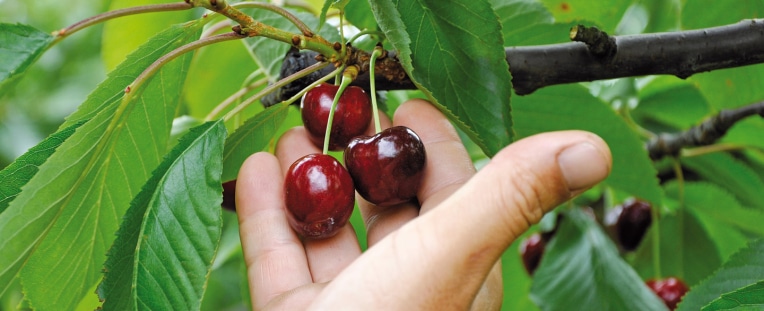 La réglementation dans la filière des fruits et légumes frais