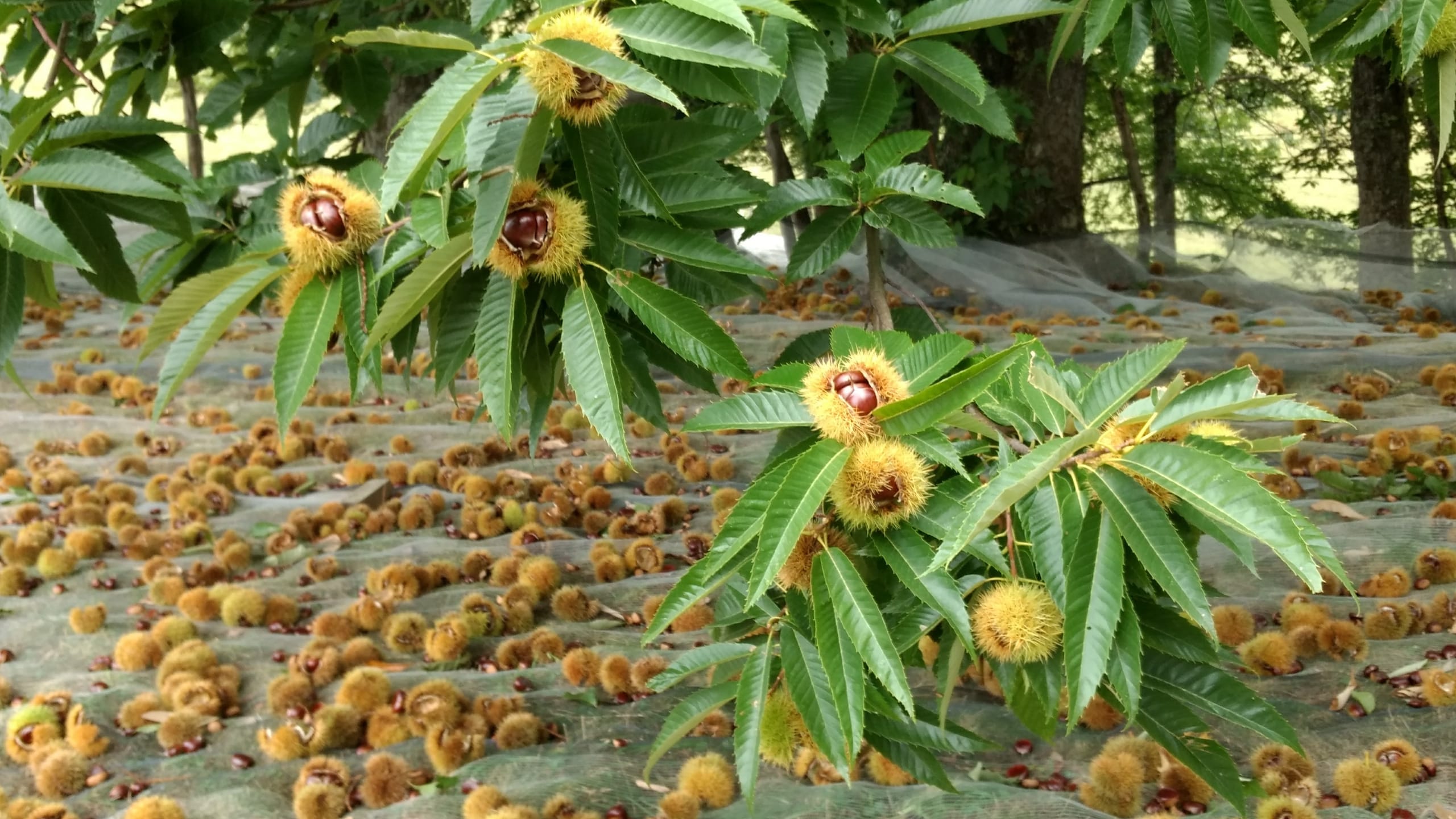 NOUVEAU : un guide professionnel sur la châtaigne - Interfel